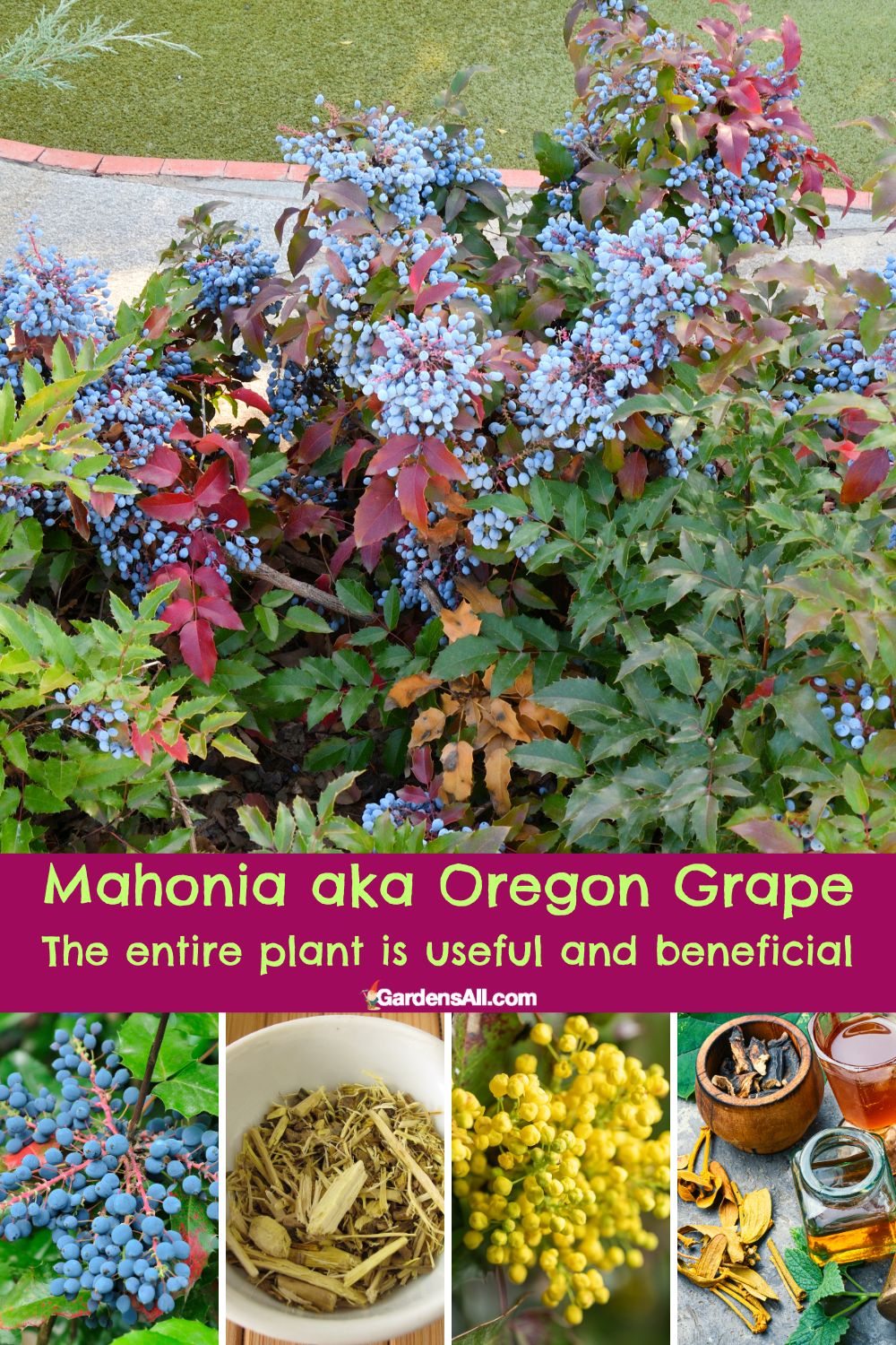 Oregon Grape Benefits for Health and More - GardensAll