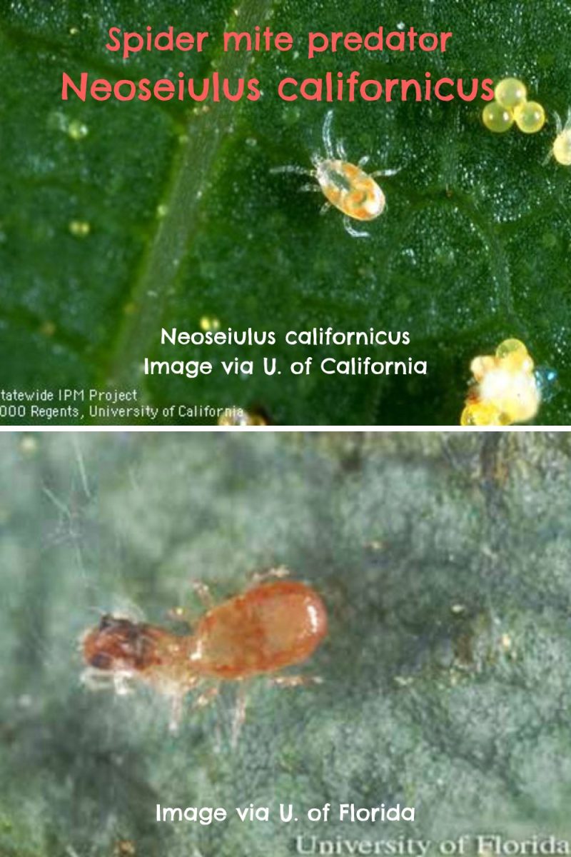 Effective Spider Mite Predators to Deploy in the Garden