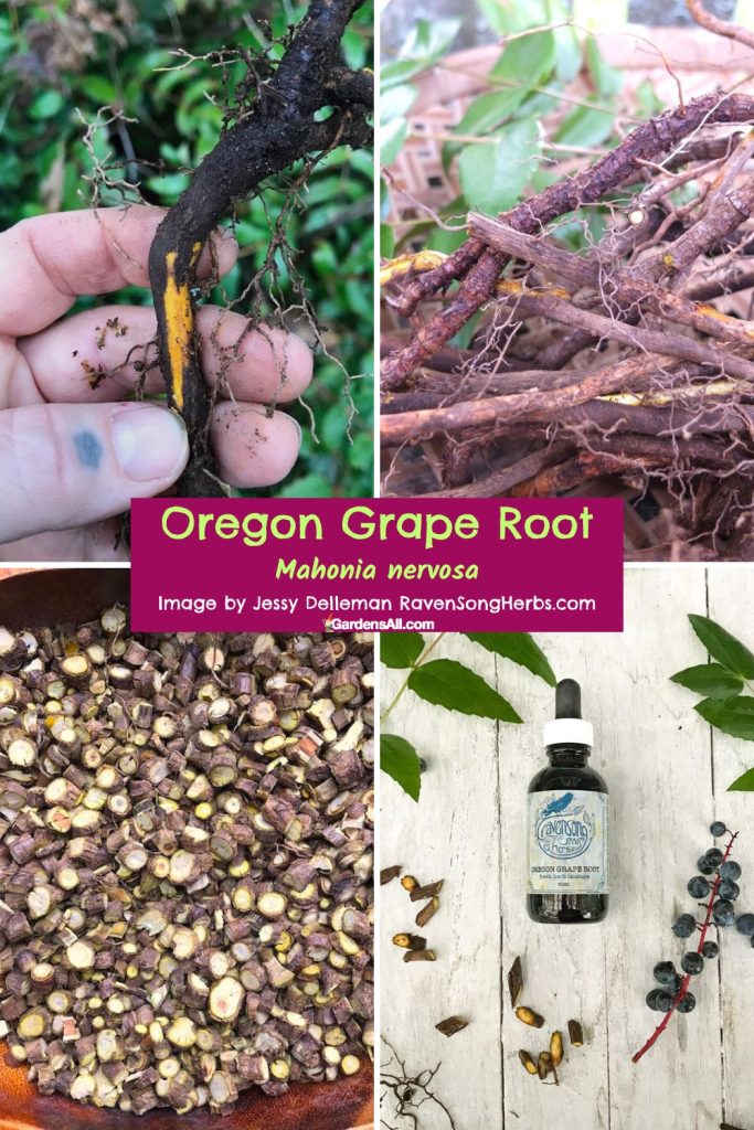 Oregon Grape Benefits for Health and More - GardensAll