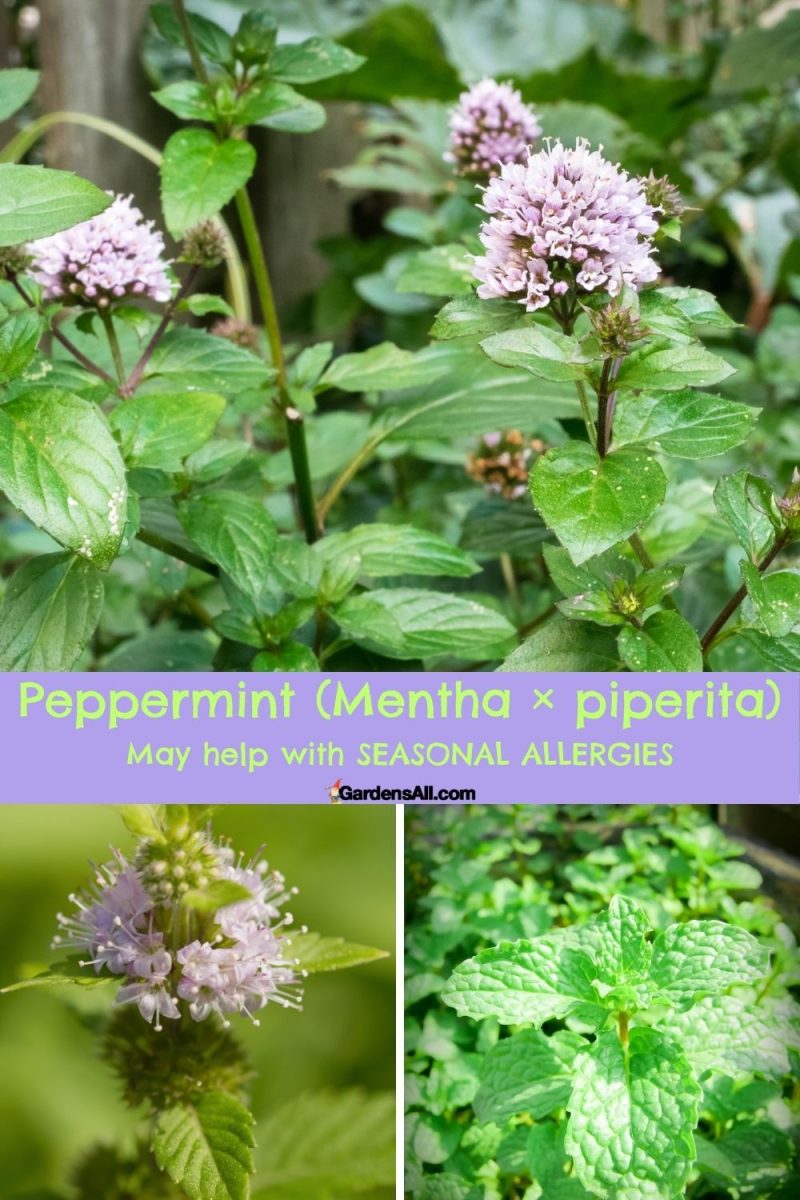 11 Herbs That Help With Seasonal Allergies & Sinus Problems