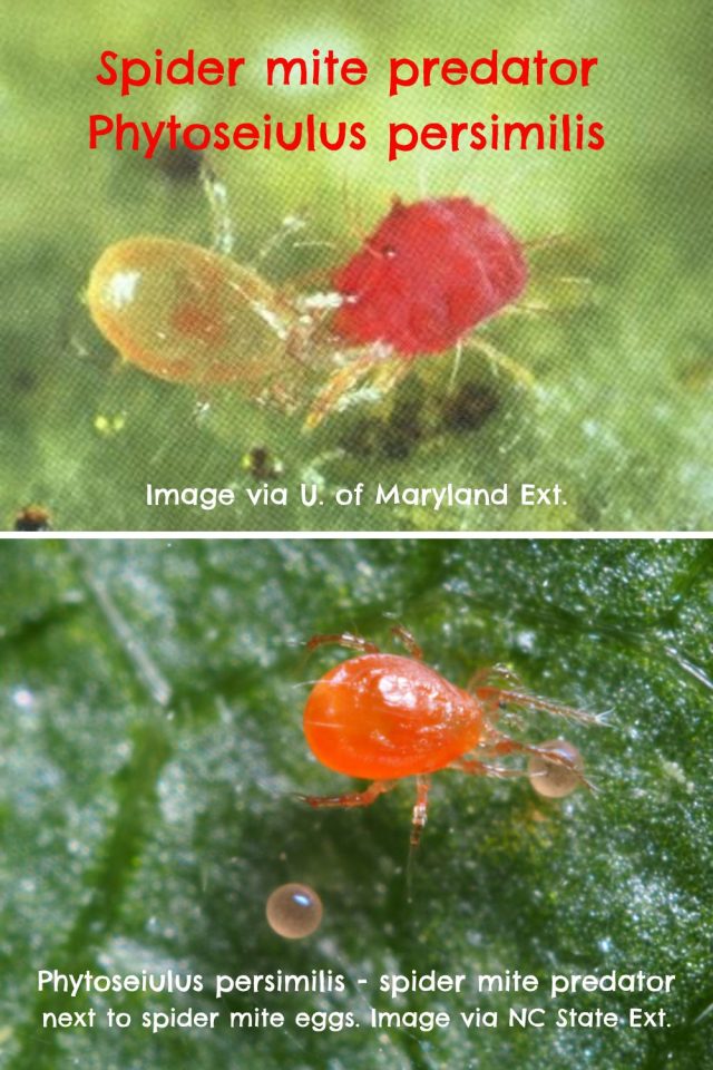 Effective Spider Mite Predators to Deploy in the Garden