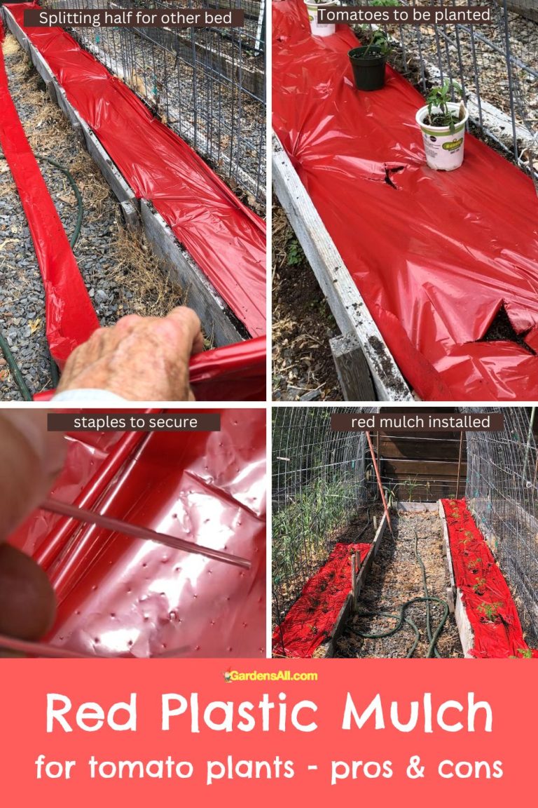 Red Plastic Mulch for Tomatoes: Pros and Cons - GardensAll