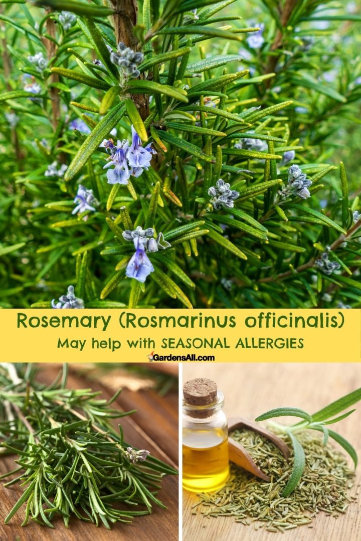 11 Herbs That Help With Seasonal Allergies & Sinus Problems