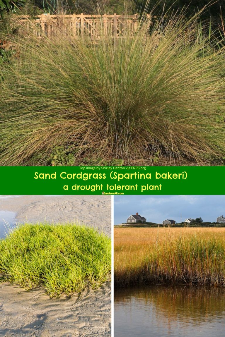 Florida Drought Tolerant Plants, Good for Southern US and Beyond ...