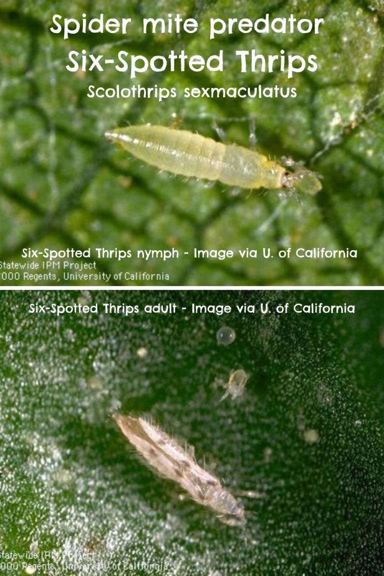 Effective Spider Mite Predators to Deploy in the Garden