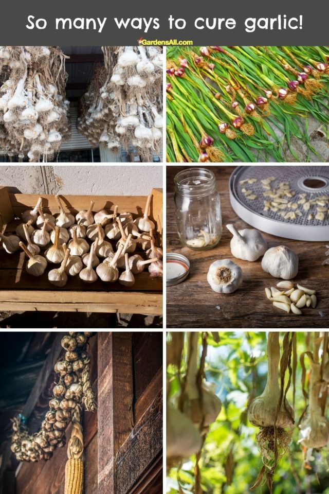 Drying and Curing Garlic After Harvesting - More Than One Way - GardensAll