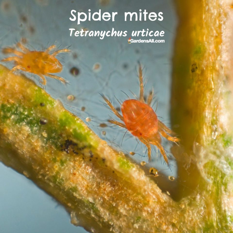Effective Spider Mite Predators to Deploy in the Garden