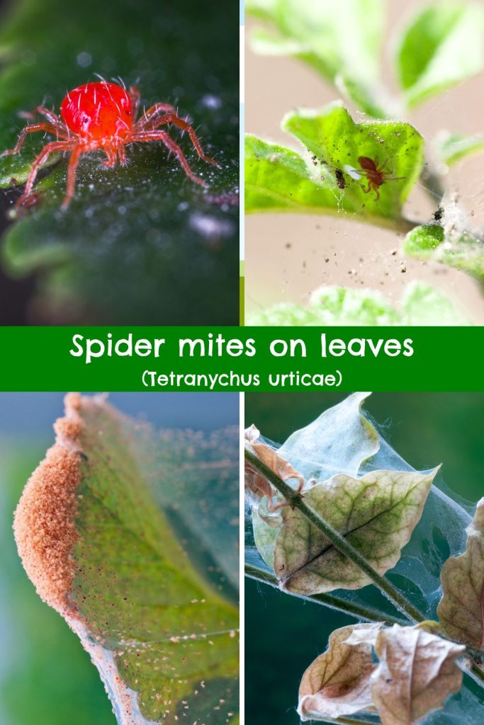 Effective Spider Mite Predators to Deploy in the Garden