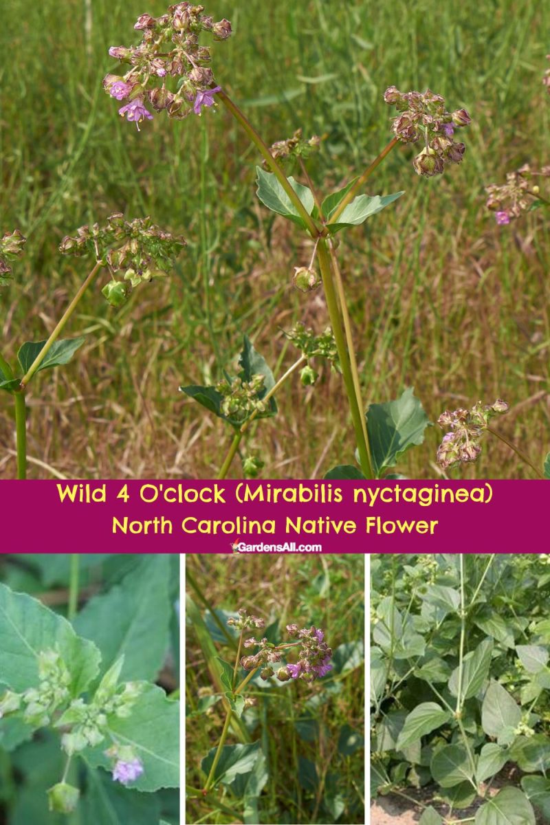 20 Popular North Carolina Native Flowers - GardensAll