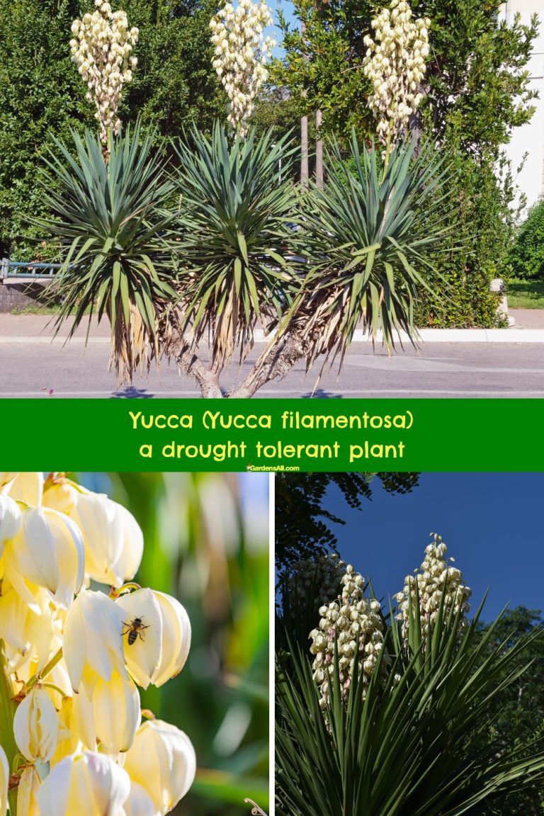 Florida Drought Tolerant Plants, Good for Southern US and Beyond ...
