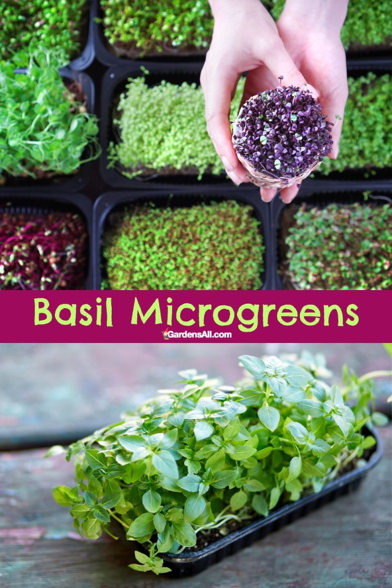 How to Grow Basil Microgreens: An Easy and Inexpensive Superfood