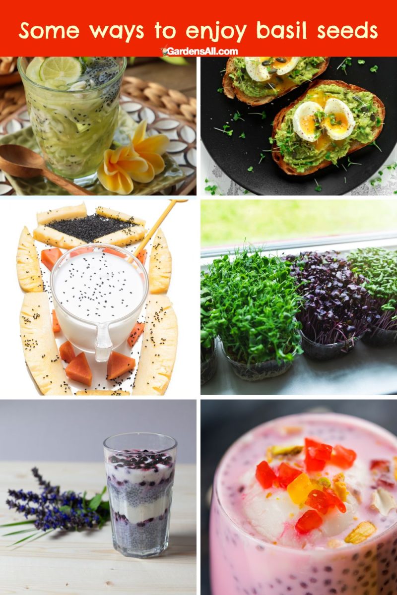 Exploring Basil Seed Benefits and Uses - a Powerful Little Seed ...