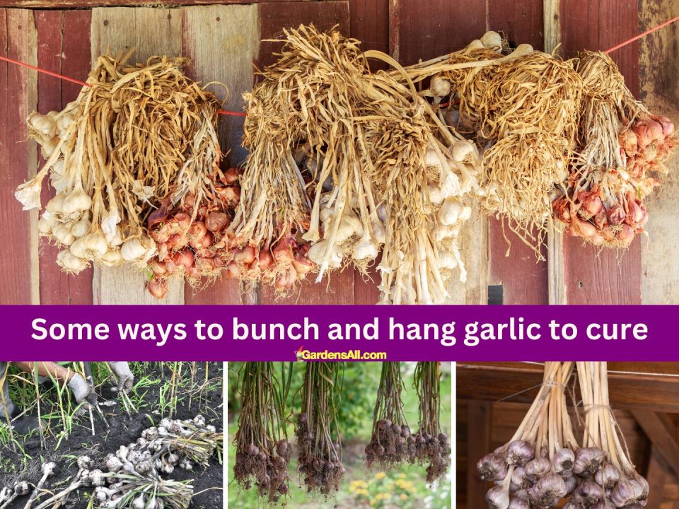 Drying and Curing Garlic After Harvesting - More Than One Way - GardensAll