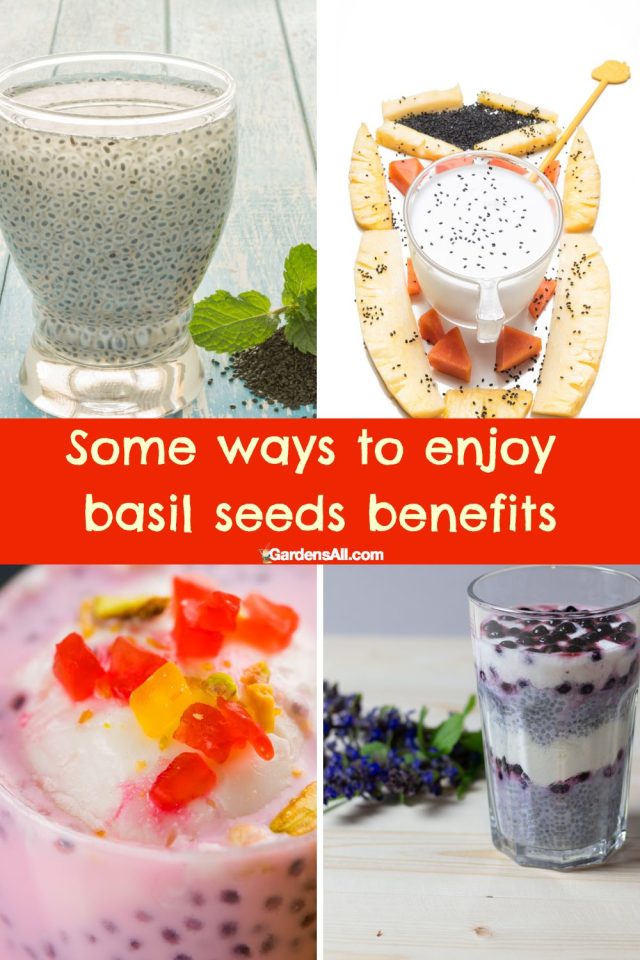 Exploring Basil Seed Benefits and Uses - a Powerful Little Seed ...