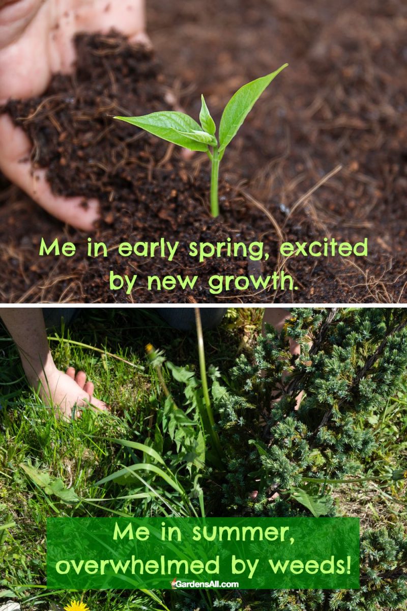 Growing Calendula: A Comprehensive Guide on How to by Hardiness Zone ...