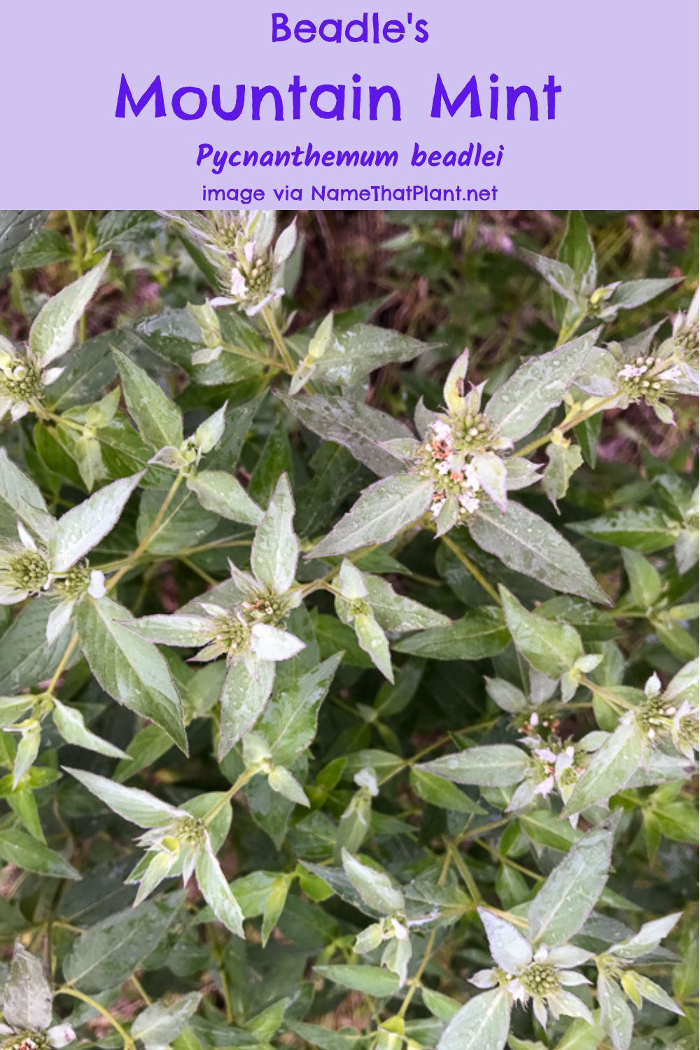 Mountain Mint Uses and Varieties Rank Best for Pollinators - GardensAll