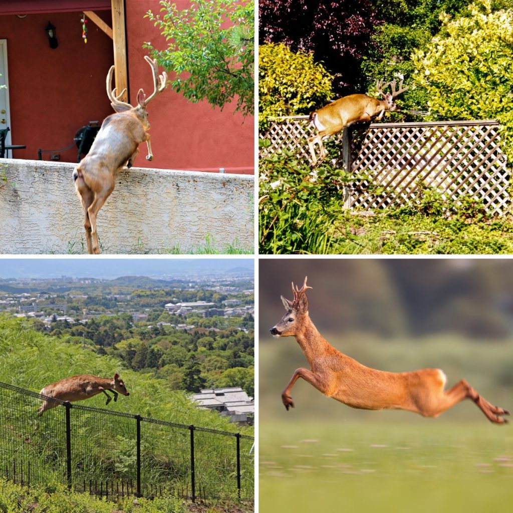 How High Can Deer Jump? And How Wide? - GardensAll