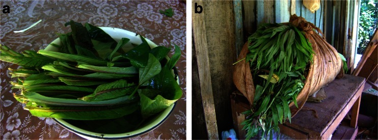 Wild Lettuce Benefits and Uses - GardensAll