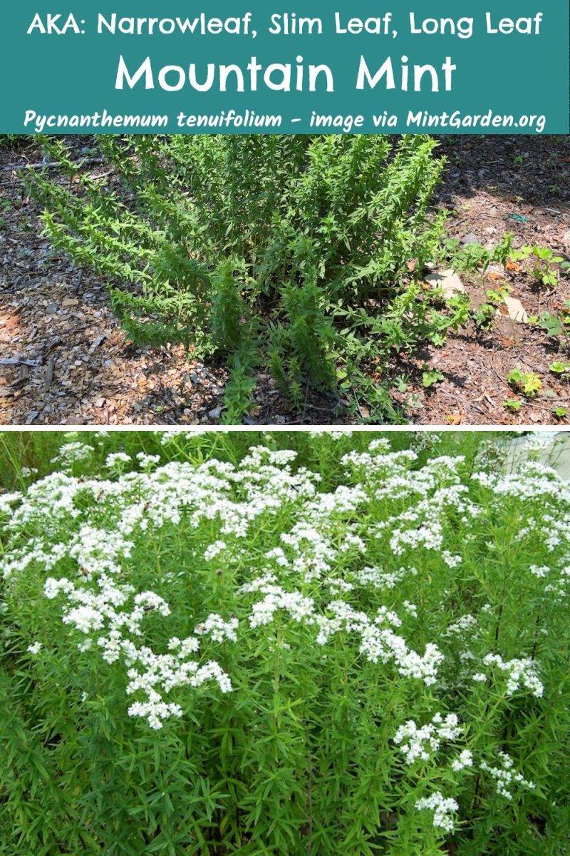 Mountain Mint Uses and Varieties Rank Best for Pollinators - GardensAll