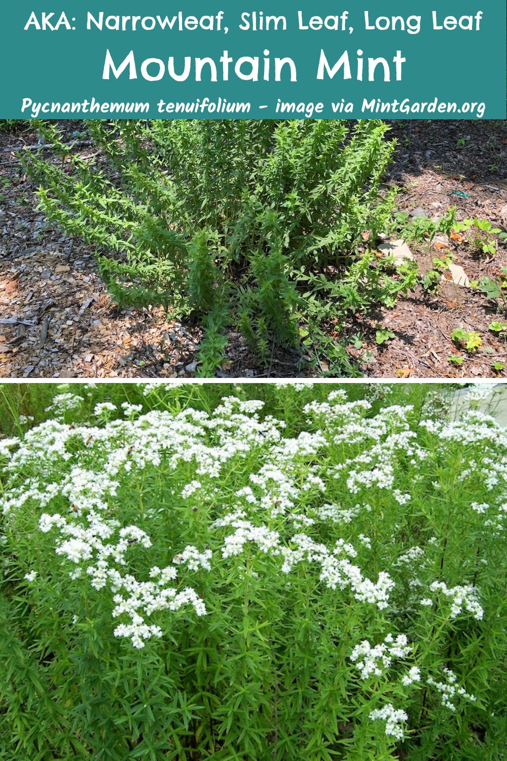 Mountain Mint Uses and Varieties Rank Best for Pollinators - GardensAll