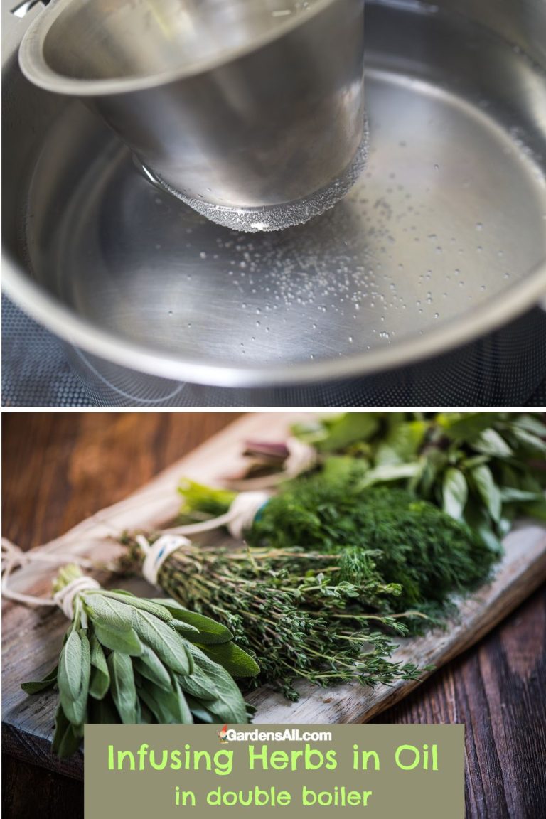 Infusing Herbs is Easy to Do (and Worth It)! - GardensAll