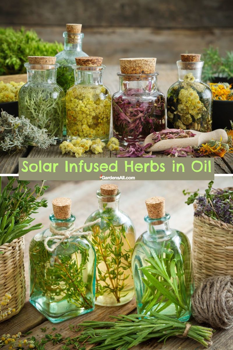 Infusing Herbs is Easy to Do (and Worth It)! - GardensAll