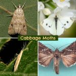 Cabbage Moth Control: Prevention and How to Get Rid of It - GardensAll