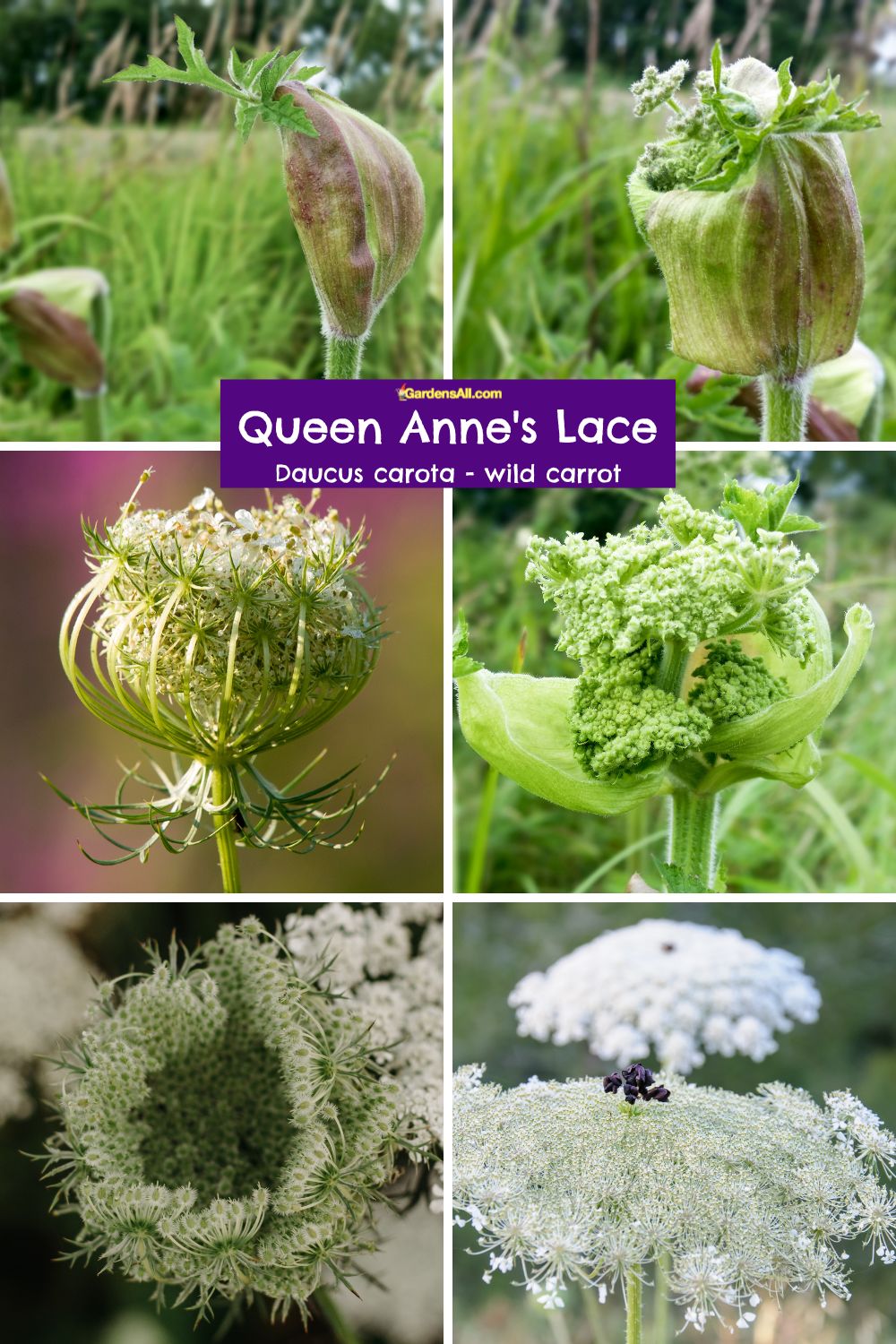 Queen Anne's Lace - Uses and Benefits to get to Know - GardensAll