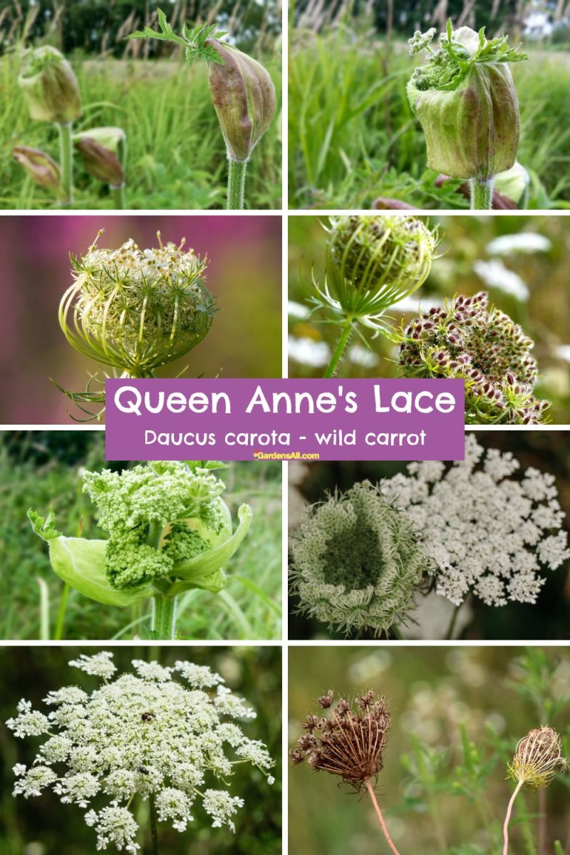 Queen Anne's Lace - Uses and Benefits to get to Know - GardensAll