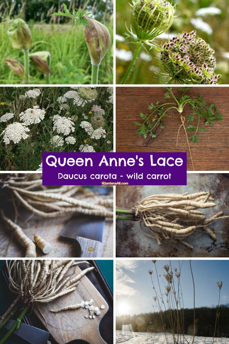 Queen Anne's Lace - Uses and Benefits to get to Know - GardensAll