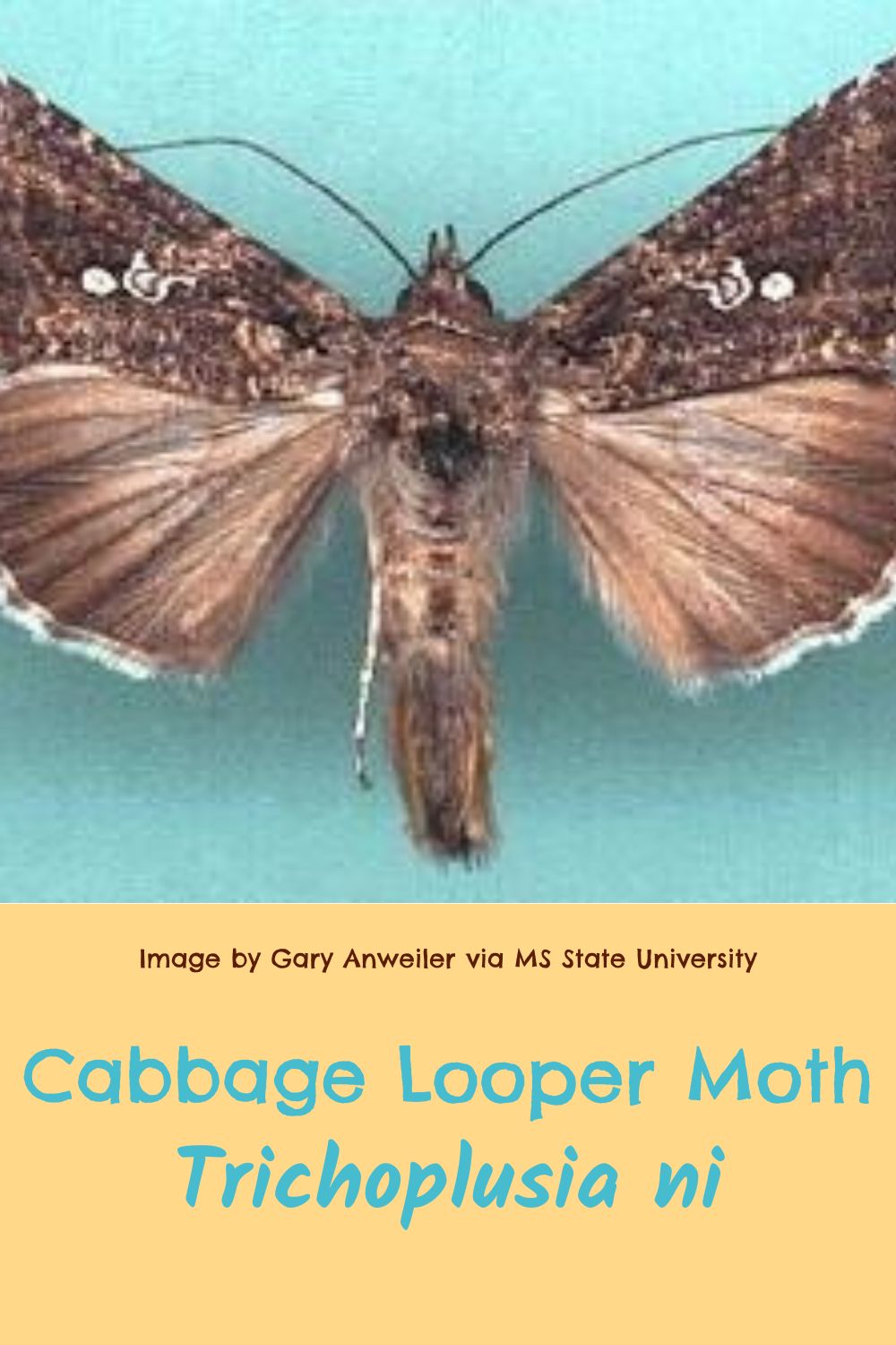 Cabbage Moth Control: Prevention and How to Get Rid of It - GardensAll