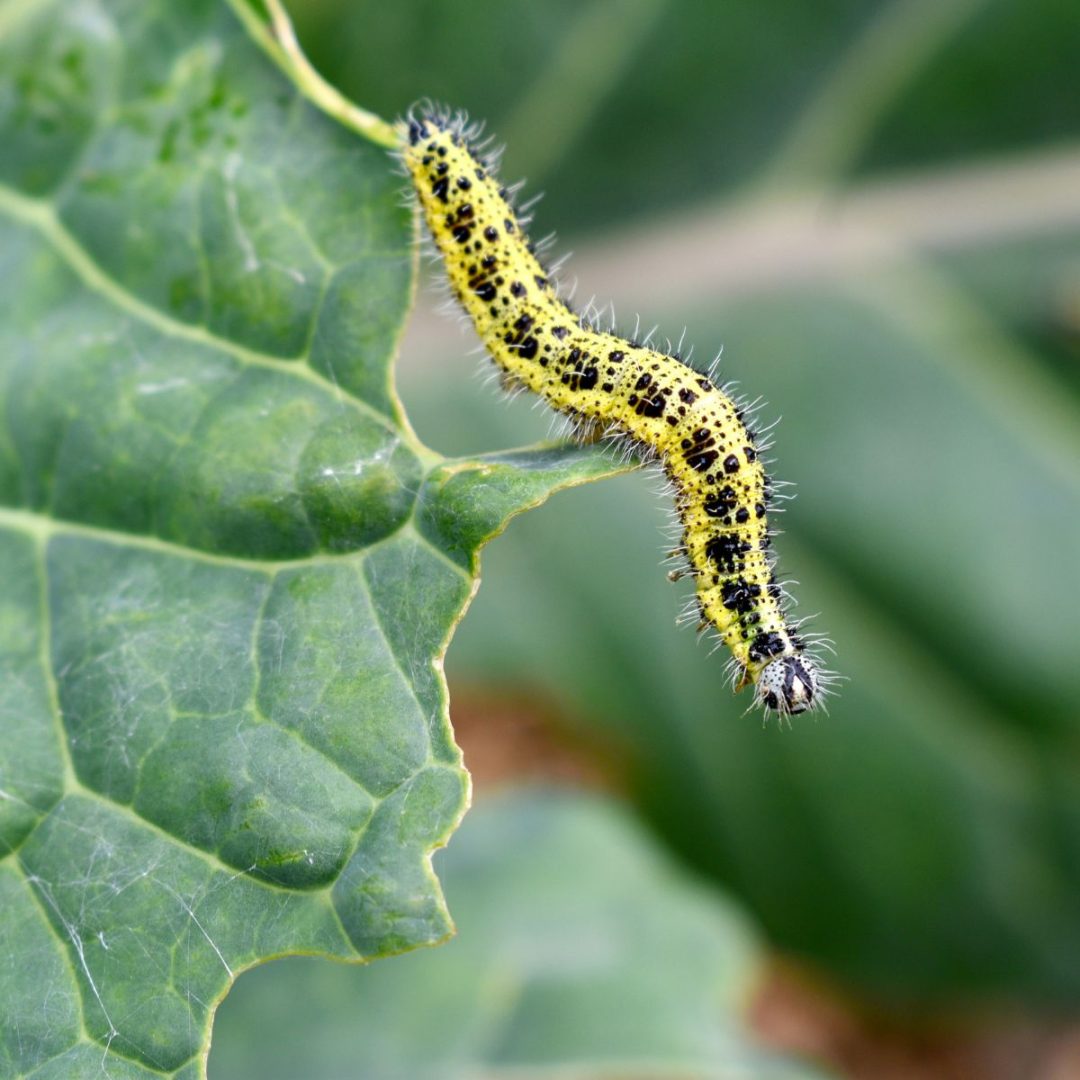 How to Get Rid of Cabbage Worms Naturally (& Prevention) - GardensAll