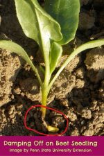 Damping Off Disease in Plants, What it is and How to Prevent it ...