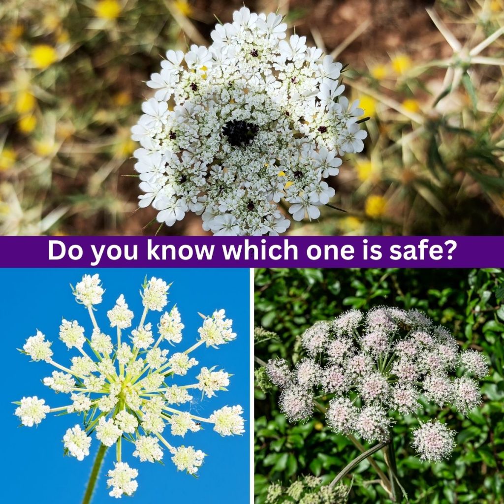 Queen Anne's Lace vs. Poison Hemlock Plants - GardensAll