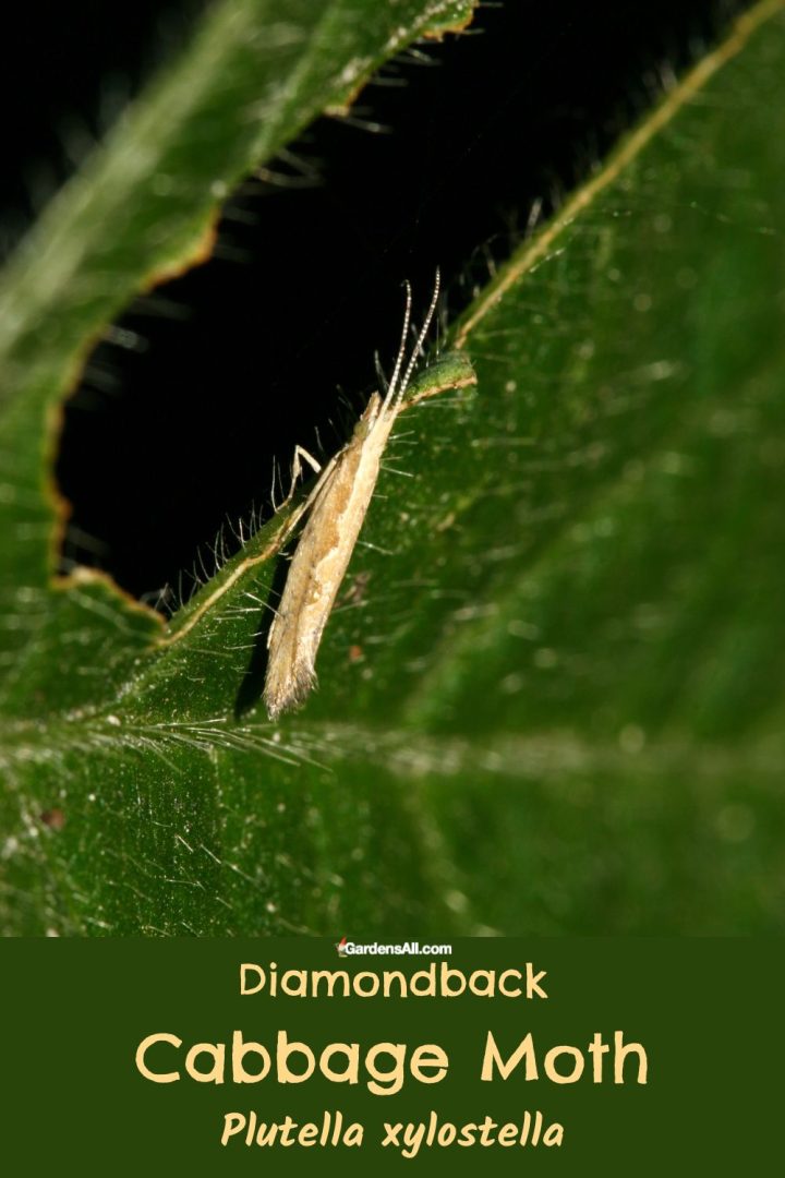 Cabbage Moth Control: Prevention and How to Get Rid of It - GardensAll