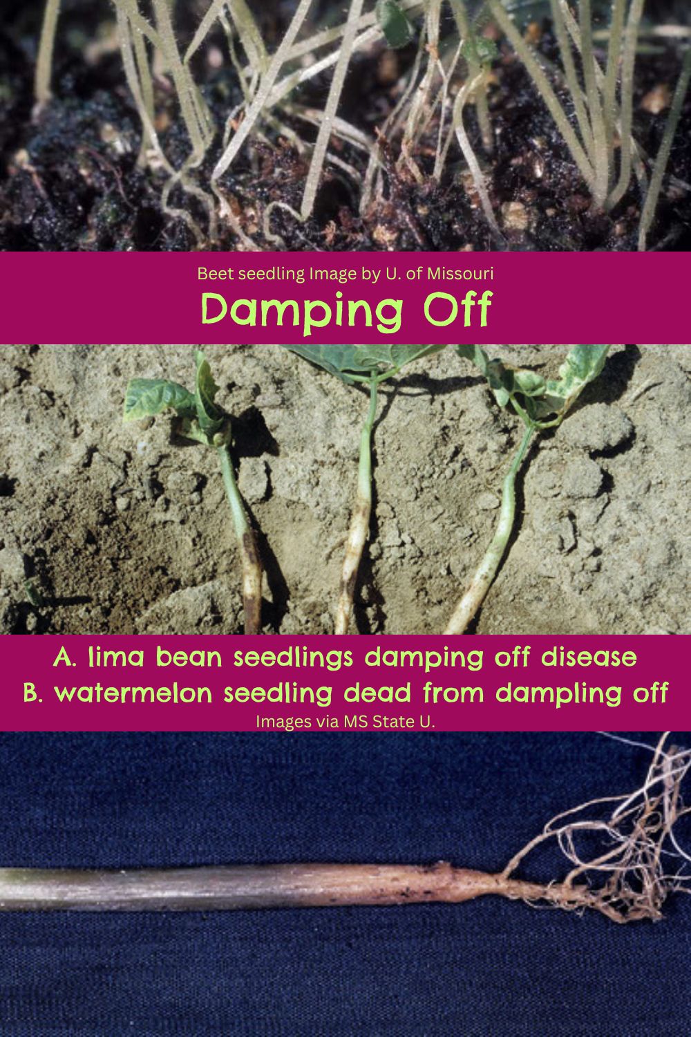 Damping Off Disease in Plants, What it is and How to Prevent it - GardensAll