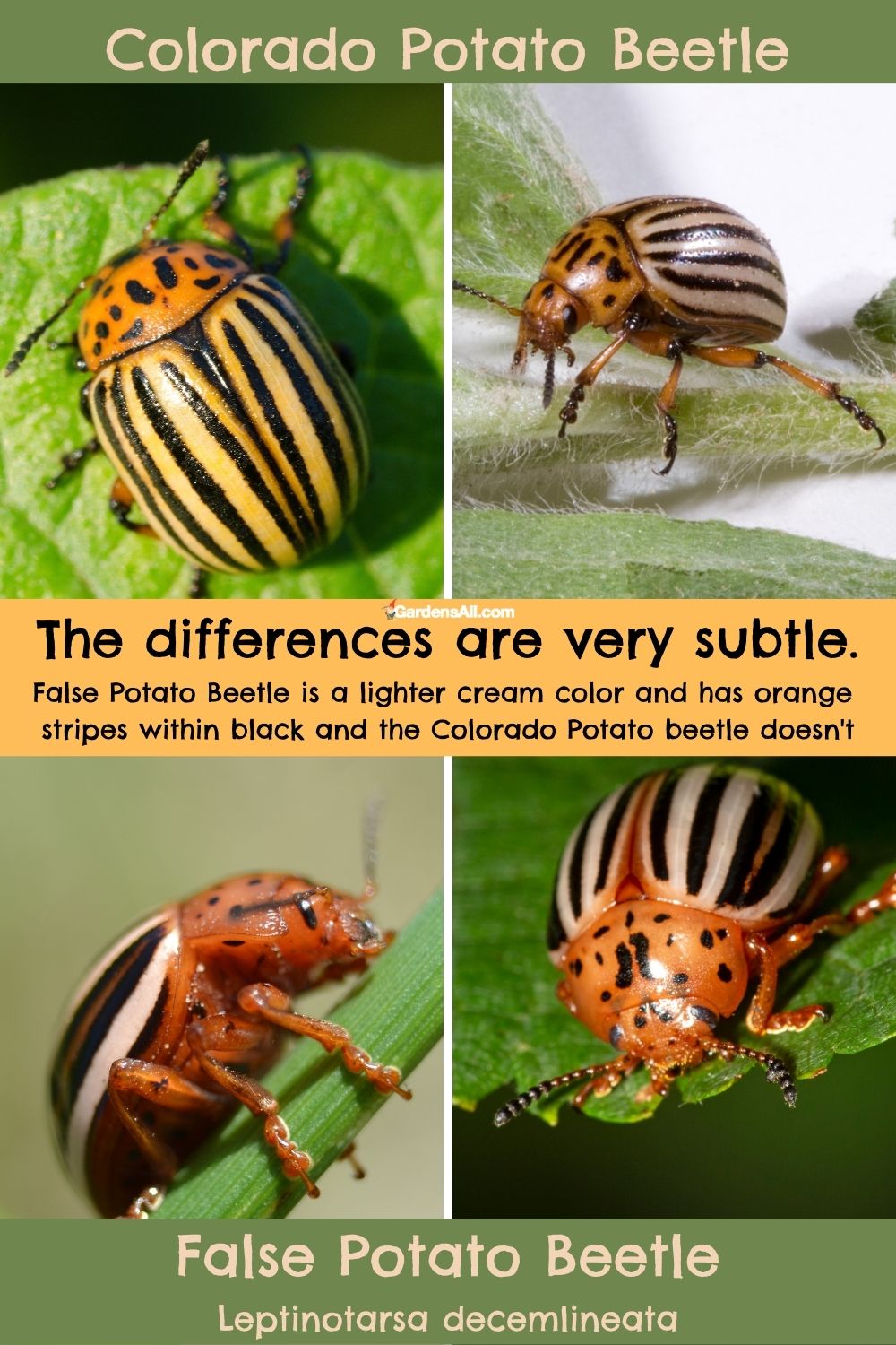 How to Get Rid of the Potato Beetles Naturally - GardensAll