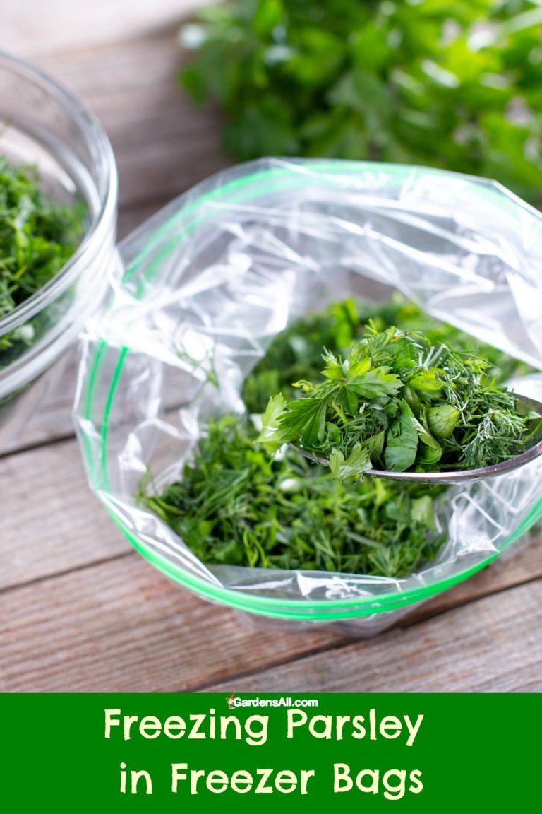 Freezing Parsley From the Garden to Preserve Its Goodness - GardensAll