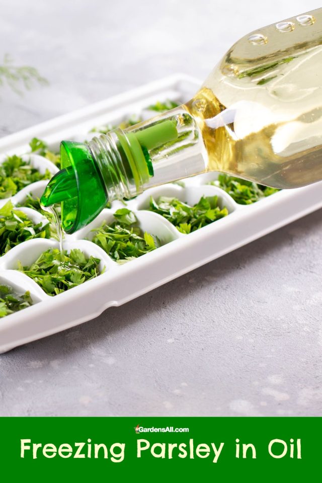 Freezing Parsley From the Garden to Preserve Its Goodness - GardensAll