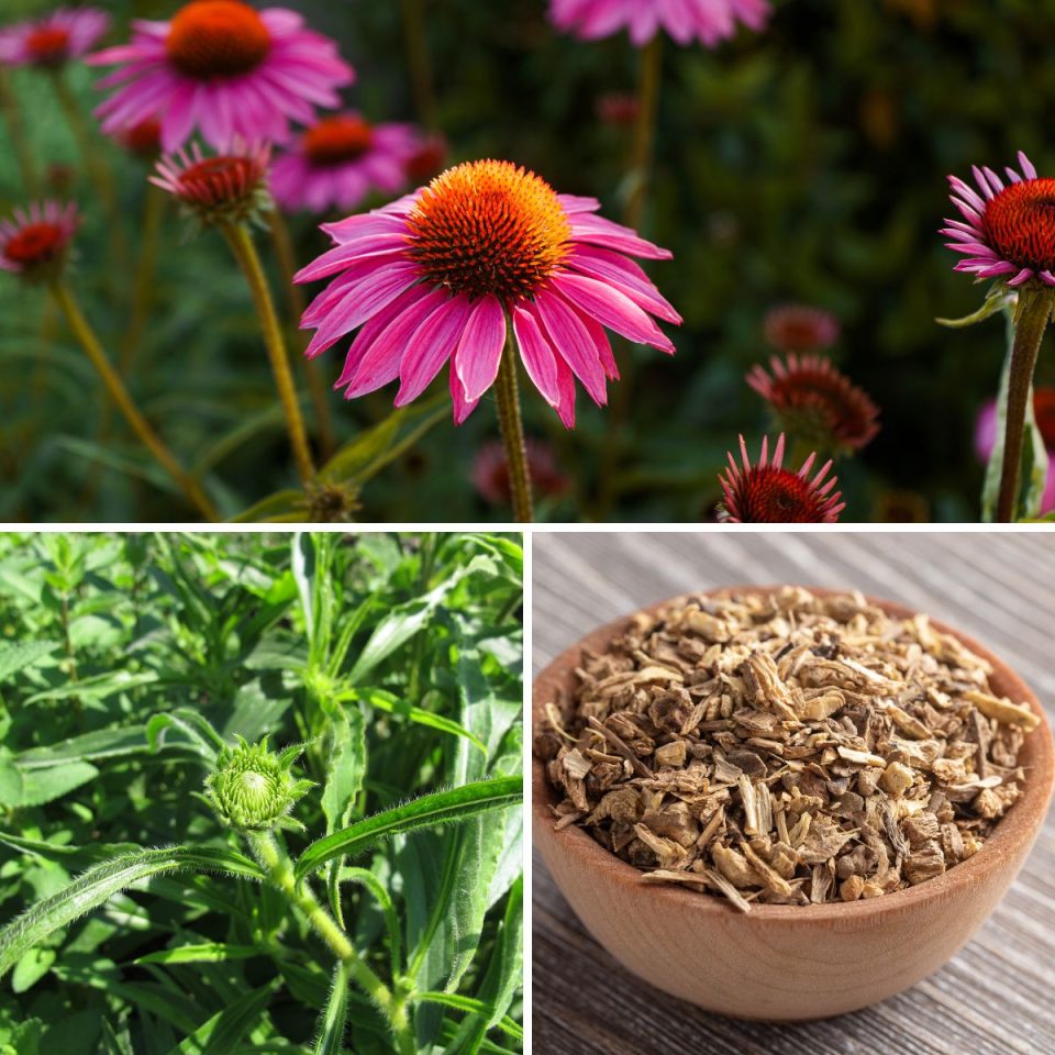 When and How to Harvest Echinacea Flowers, Leaves & Roots - GardensAll
