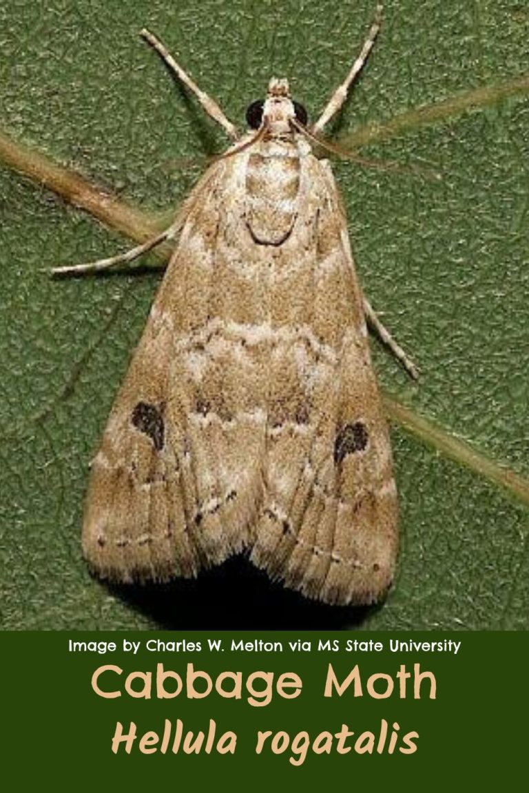 Cabbage Moth Control: Prevention and How to Get Rid of It - GardensAll