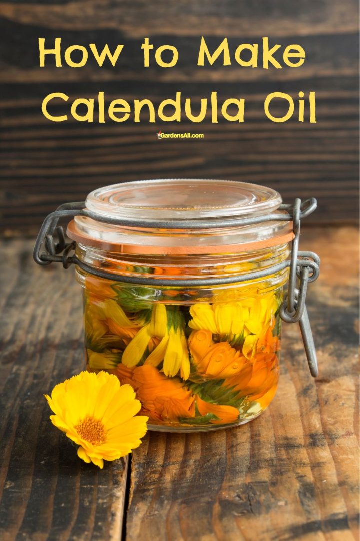 How to Make Calendula Oil Using Fresh or Dried Calendula - GardensAll