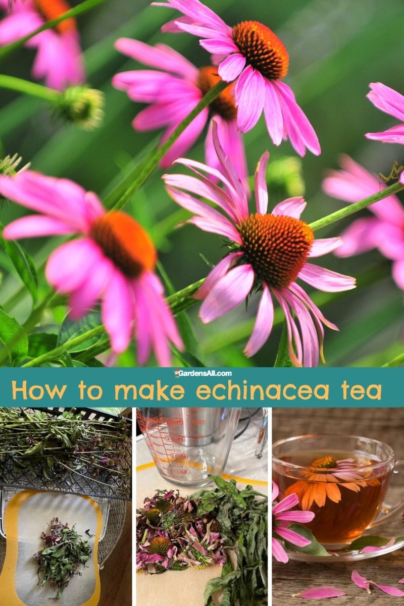 How to Make Echinacea Tea - GardensAll