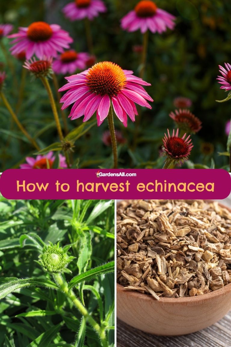 When and How to Harvest Echinacea Flowers, Leaves & Roots - GardensAll