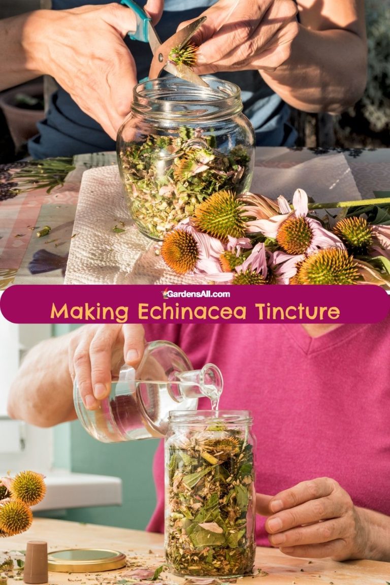 When and How to Harvest Echinacea Flowers, Leaves & Roots - GardensAll