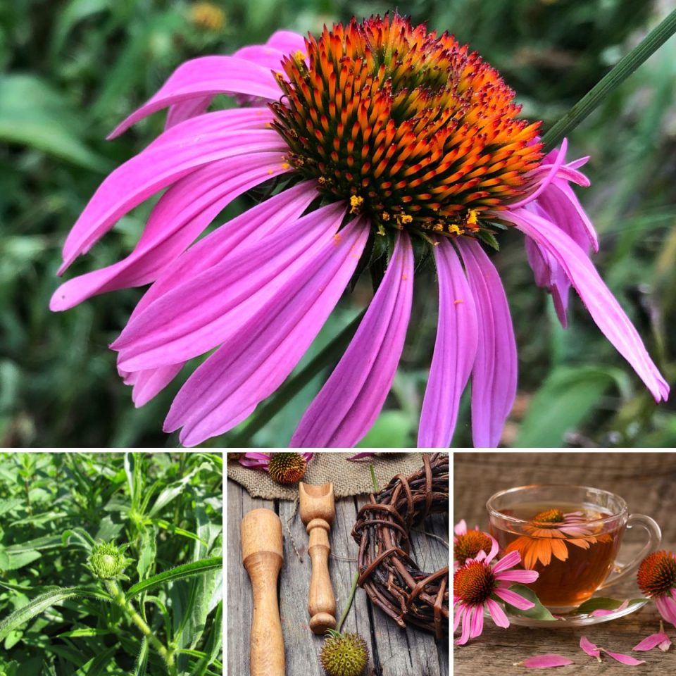 When and How to Harvest Echinacea Flowers, Leaves & Roots - GardensAll