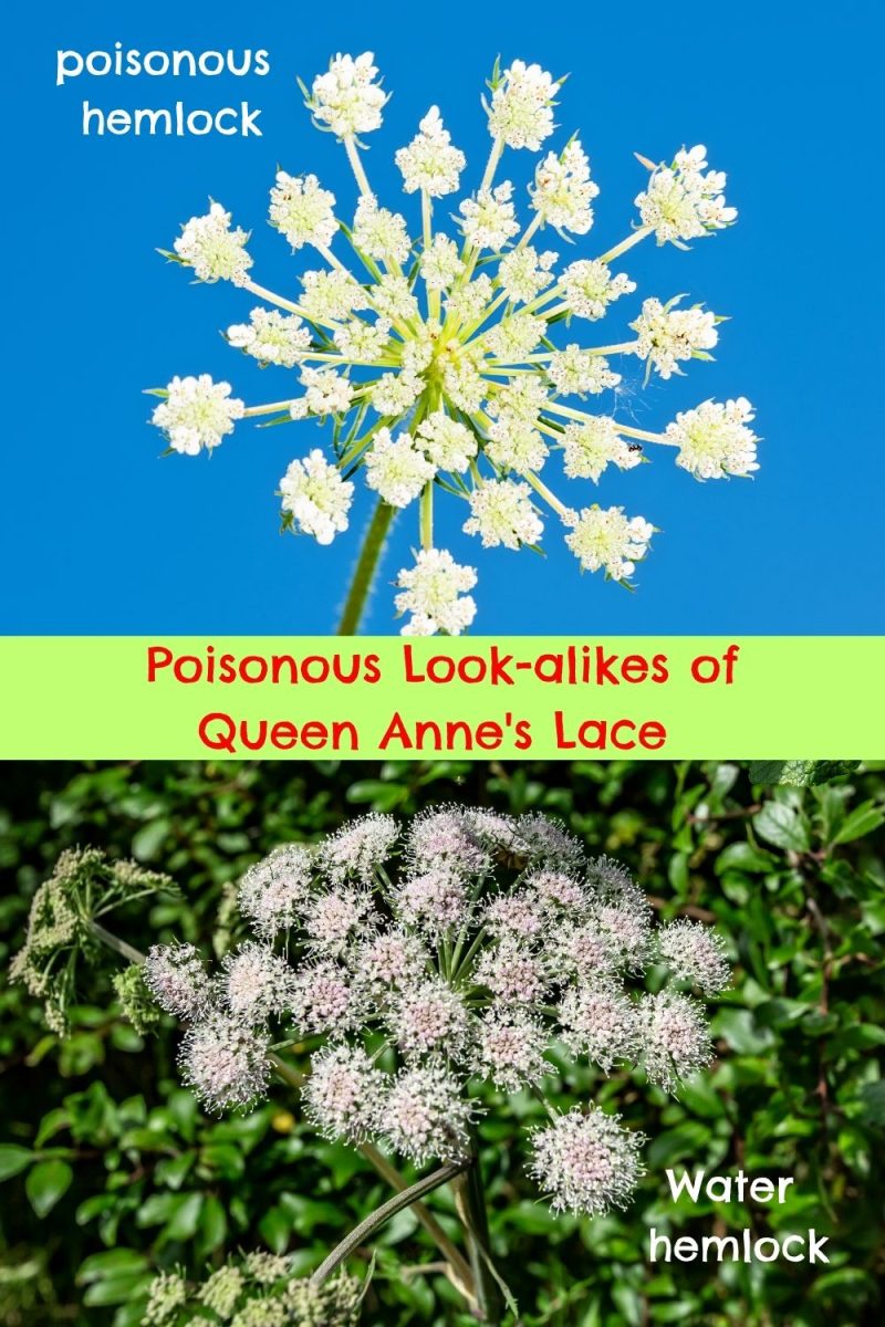 Queen Anne's Lace vs. Poison Hemlock Plants - GardensAll