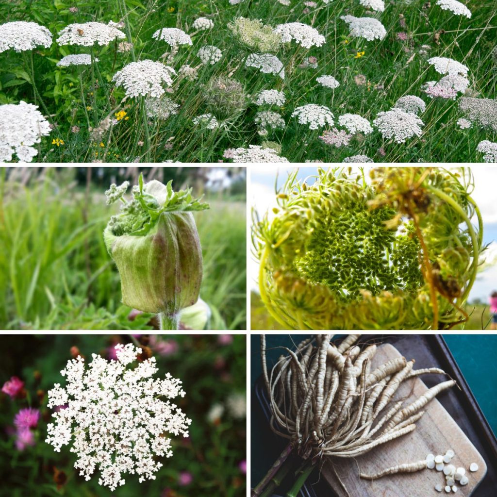 Queen Anne's Lace - Uses and Benefits to get to Know - GardensAll