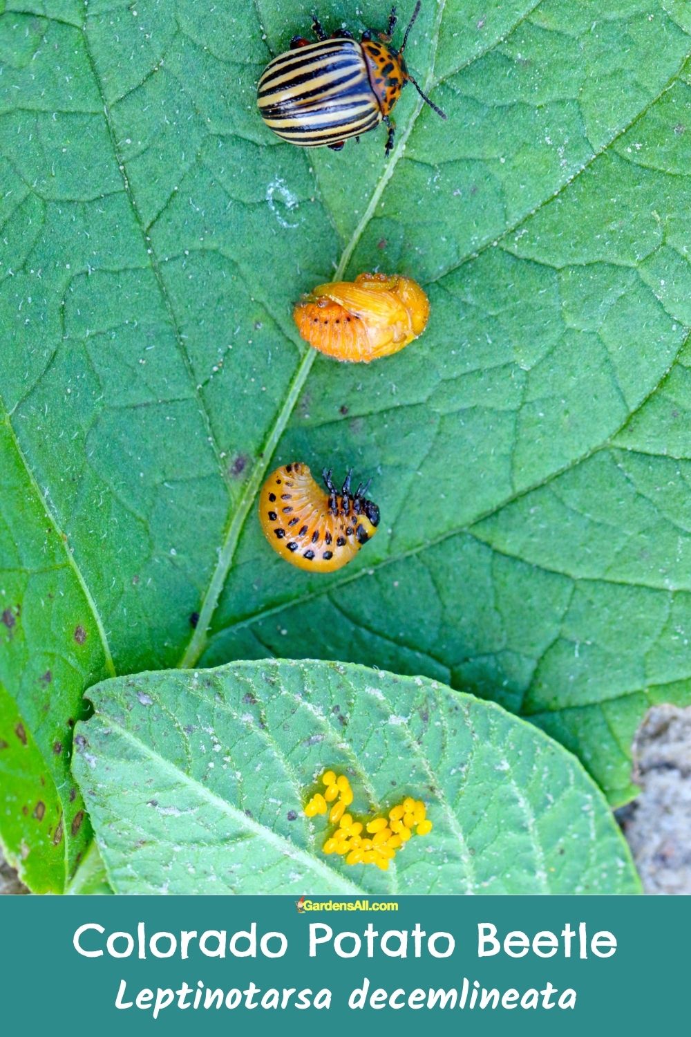 How to Get Rid of the Potato Beetles Naturally - GardensAll