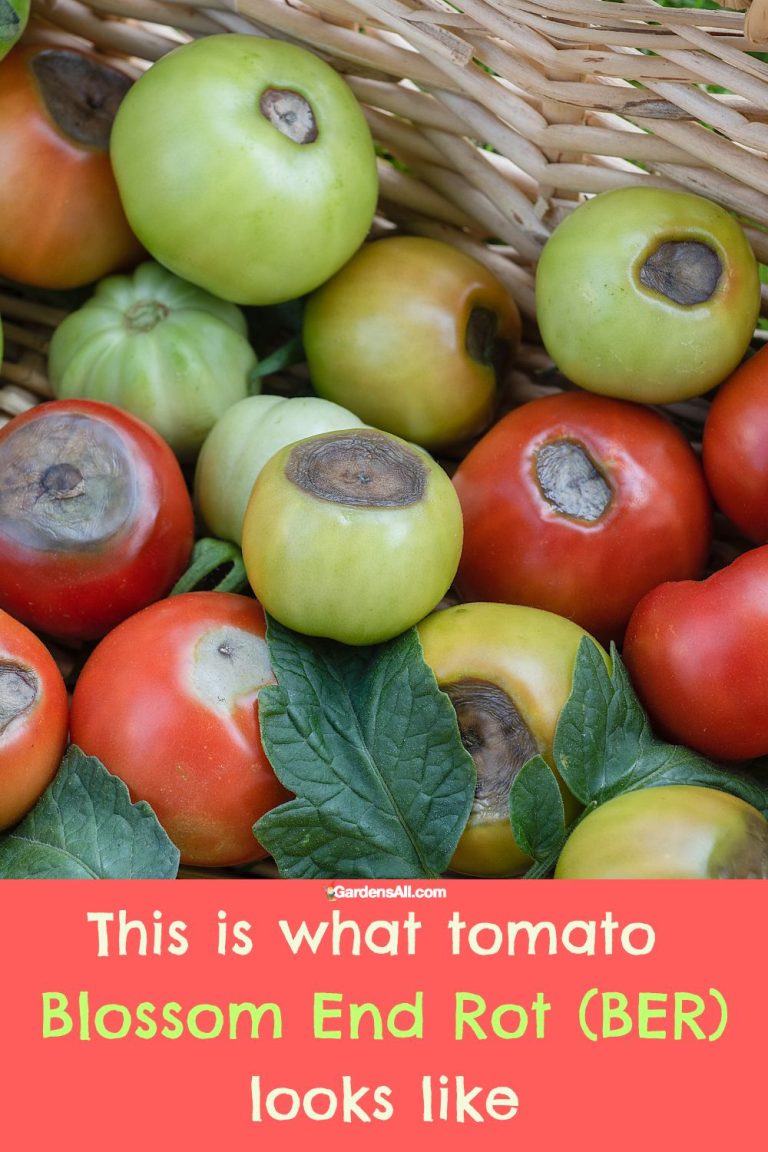 How To End Tomato Blossom End Rot - Don't Panic! - GardensAll